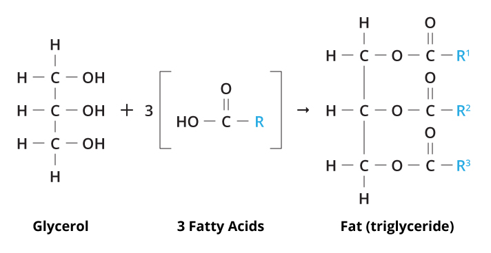 Fats Chemical Structure